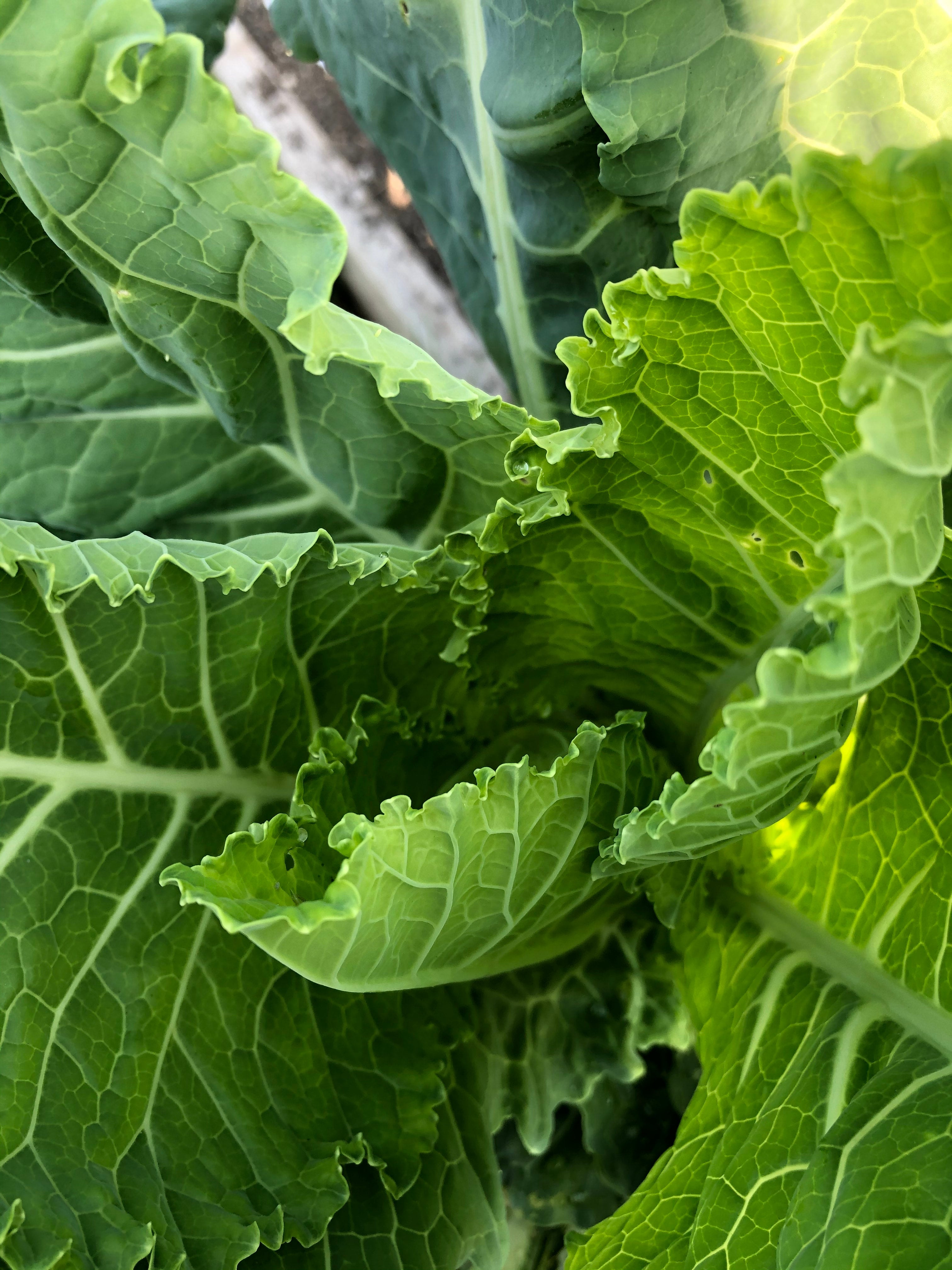 Collards 'Georgia Southern' - Seeds | Seed St. Louis